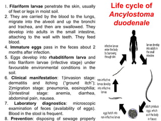 Phylum Nematoda. Roundworms | PPT