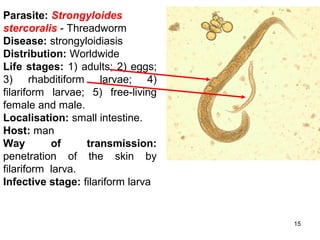 Phylum Nematoda. Roundworms | PPT