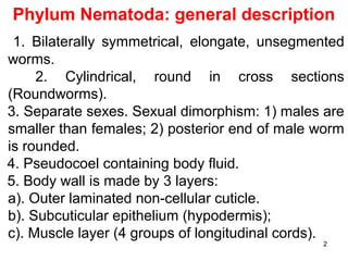 Phylum Nematoda. Roundworms | PPT