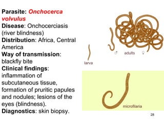 Roundworms Examples