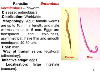 Phylum Nematoda Roundworms