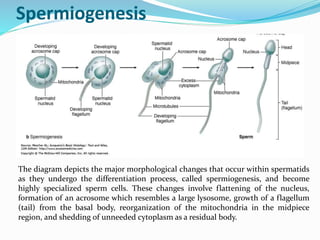 Embryology | PPT
