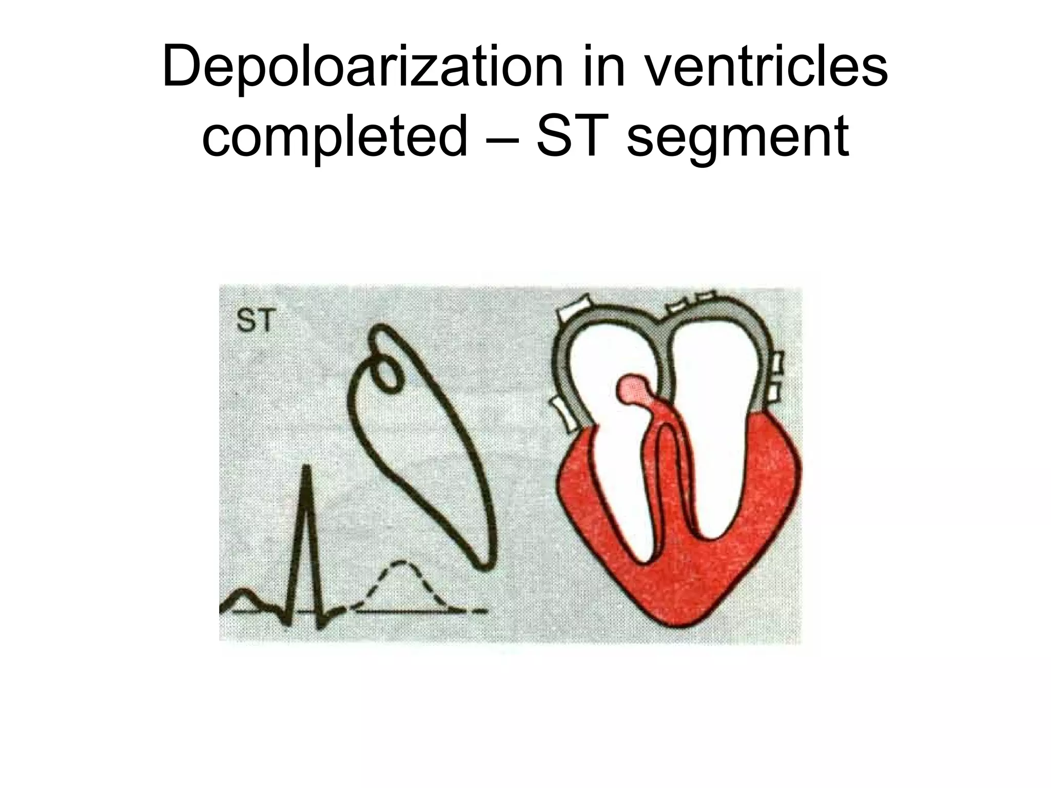 External manifestations of cardiac activity. Regulation of heart work ...