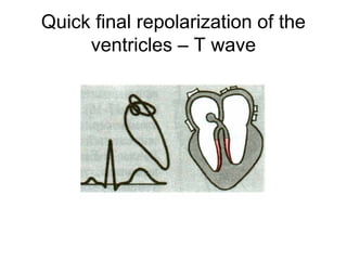 External manifestations of cardiac activity. Regulation of heart work | PPT