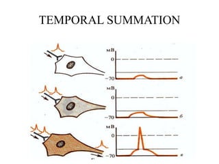 Neuron Structure | PPT