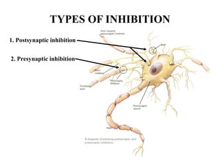 Neuron Structure | PPT
