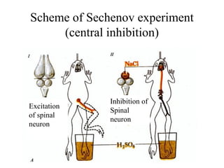 Neuron Structure | PPT