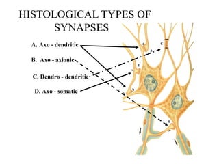 Neuron Structure | PPT