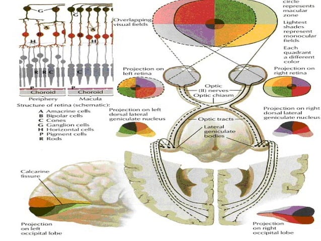 Physiology of vision | PPT