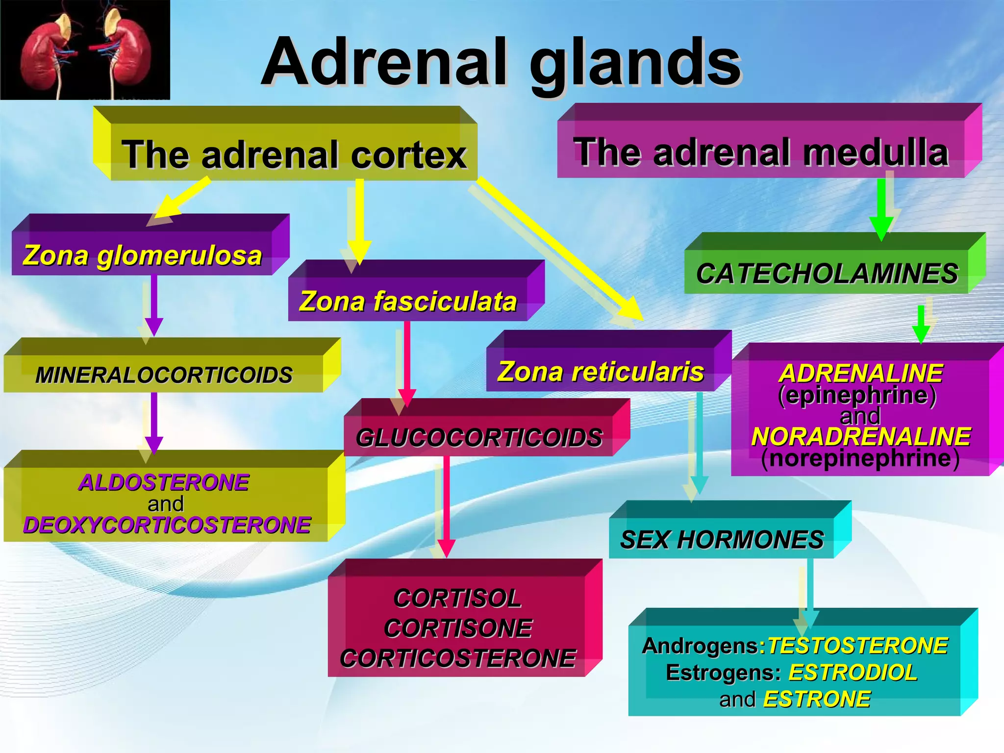 Adrenal Disorders. Addison’s Crisis | PPT