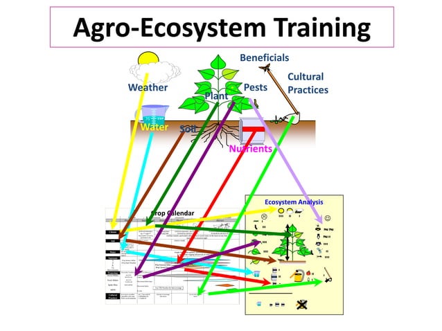 4.Farmers field school (agro ecosystem analysis (AESA) A Series of ...
