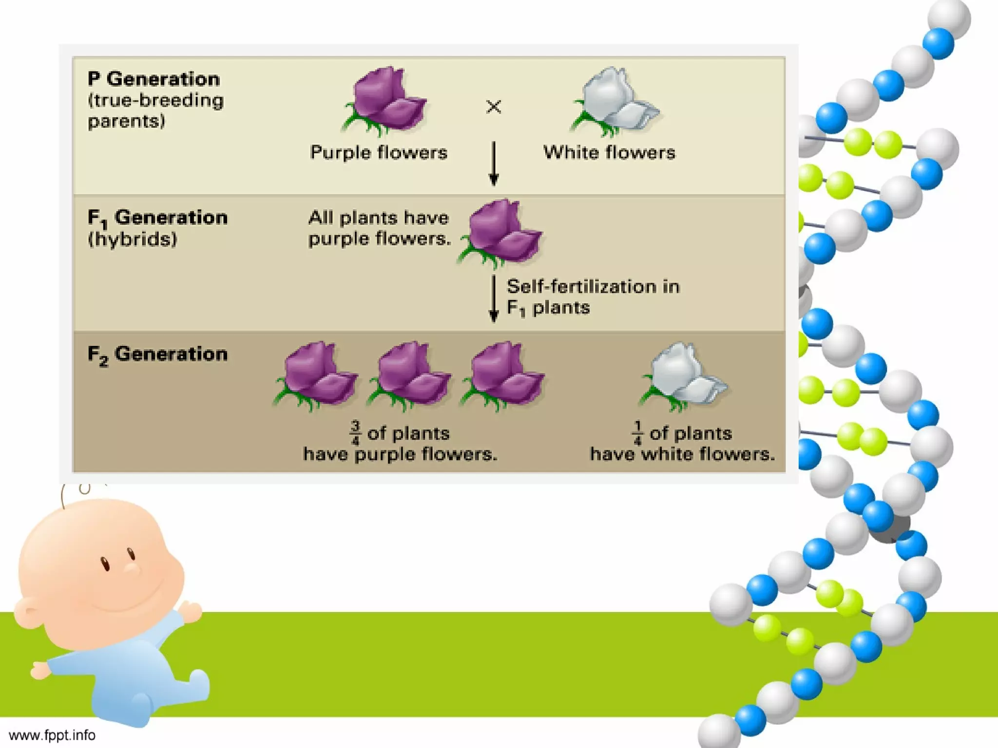 Biology: All about Genetics | PPT