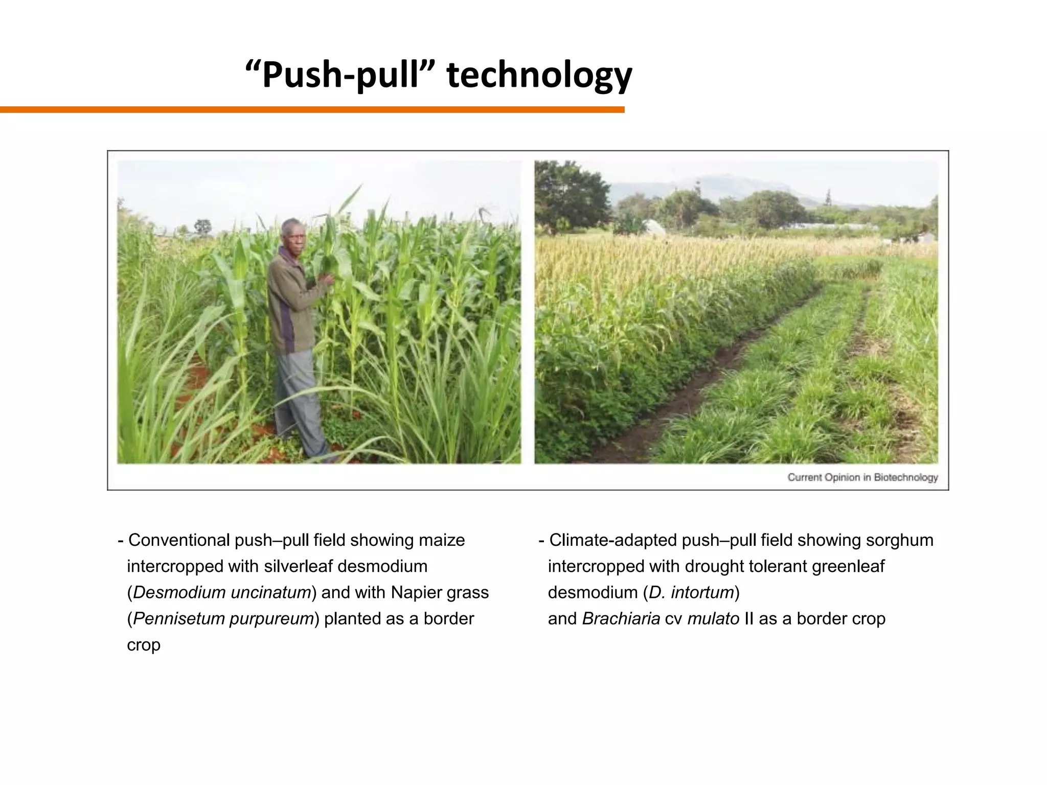 Innovation for Sustainable Food and Agriculture | PDF