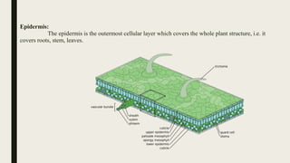 Epidermis | PPTX