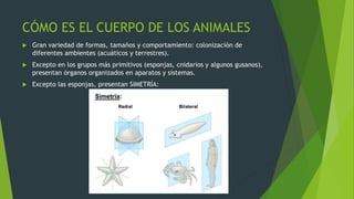 4.1. características generales de los animales | PPTX