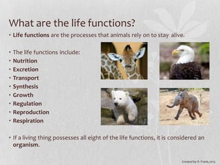 Life Processes Regulation | PPTX