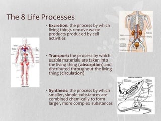 Life Processes Regulation | PPTX