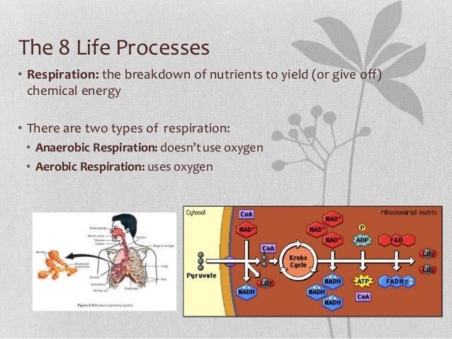 Life Processes Regulation