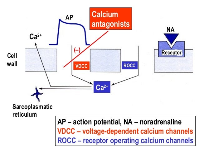 Calcium Antagonist