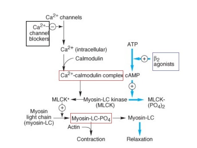 Calcium Antagonist