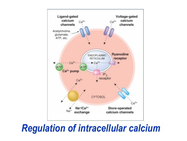 Calcium Antagonist