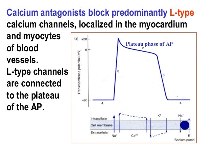 Calcium Antagonist