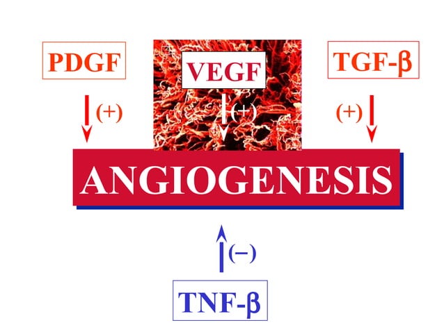 Peripheral Vasodilators | PPT
