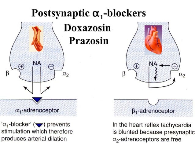 Peripheral Vasodilators | PPT