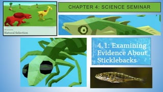 Examining Evidence About Sticklebacks | PDF