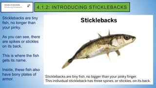 Examining Evidence About Sticklebacks | PDF