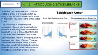 Examining Evidence About Sticklebacks | PDF