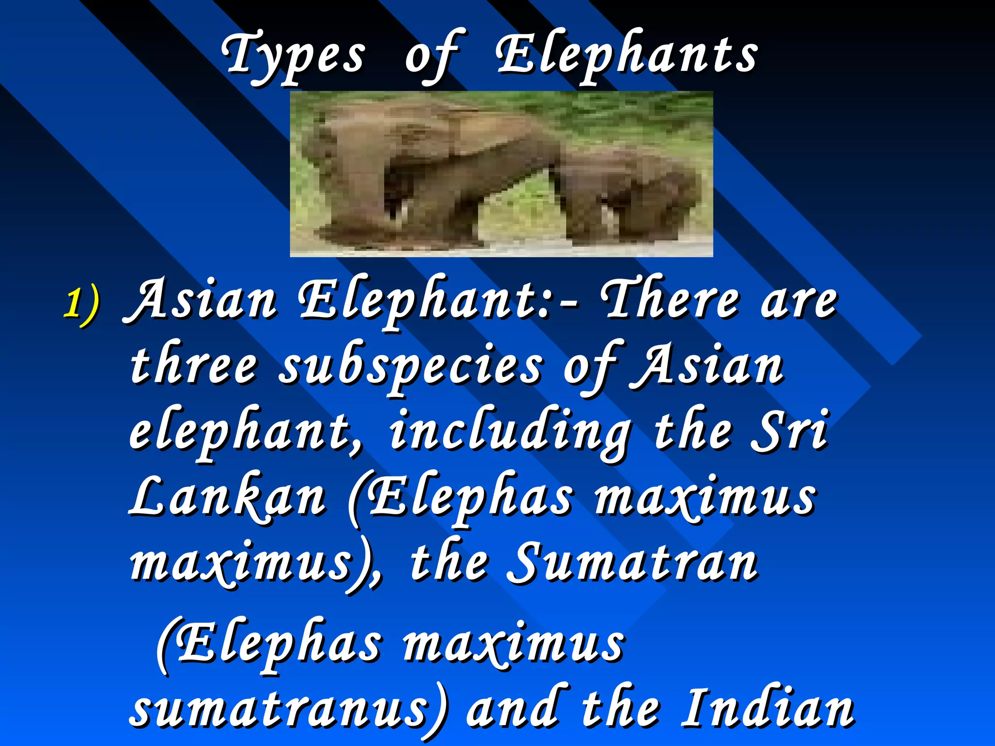 adaptation of elephant | PPT
