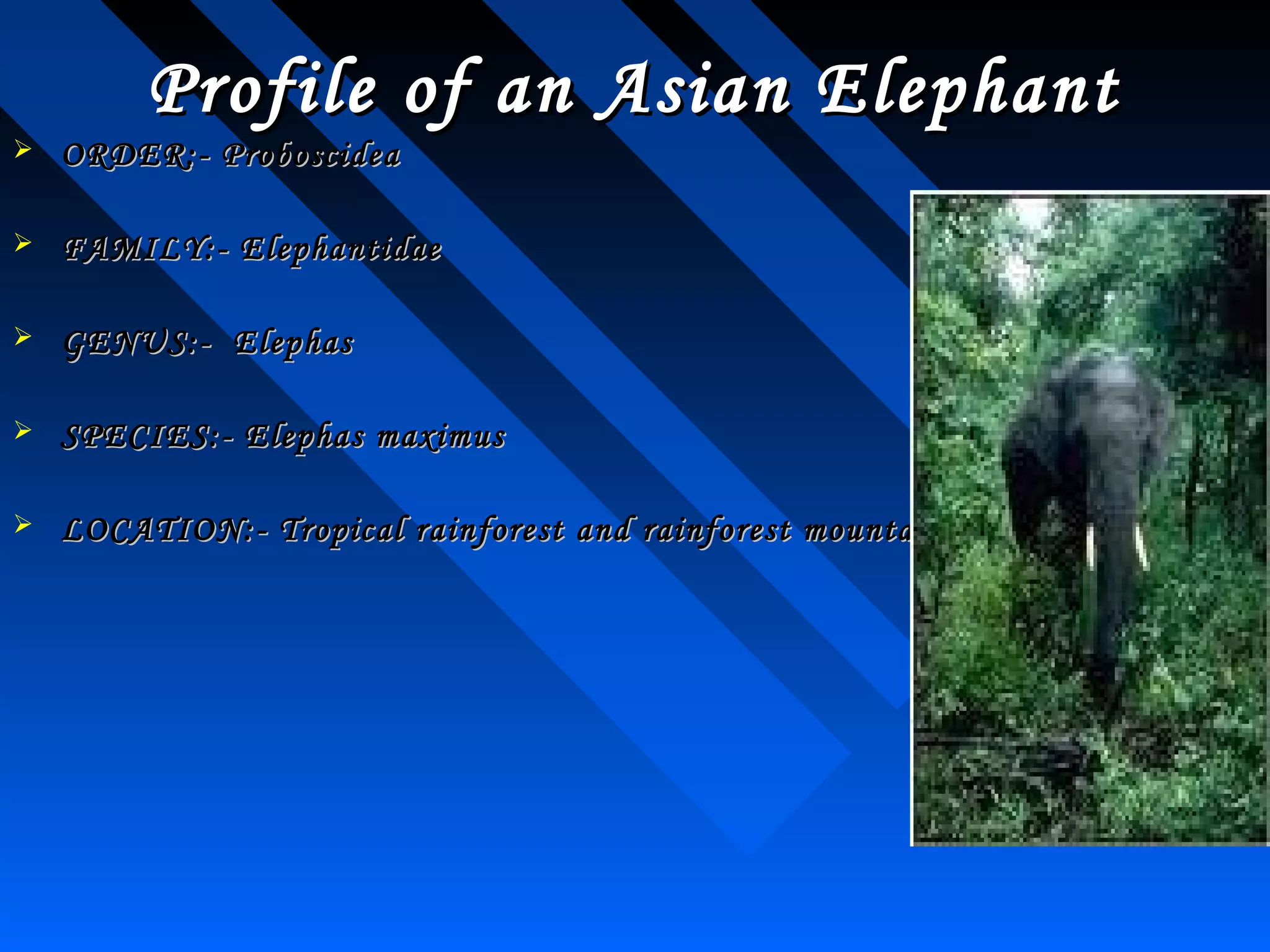 adaptation of elephant | PPT