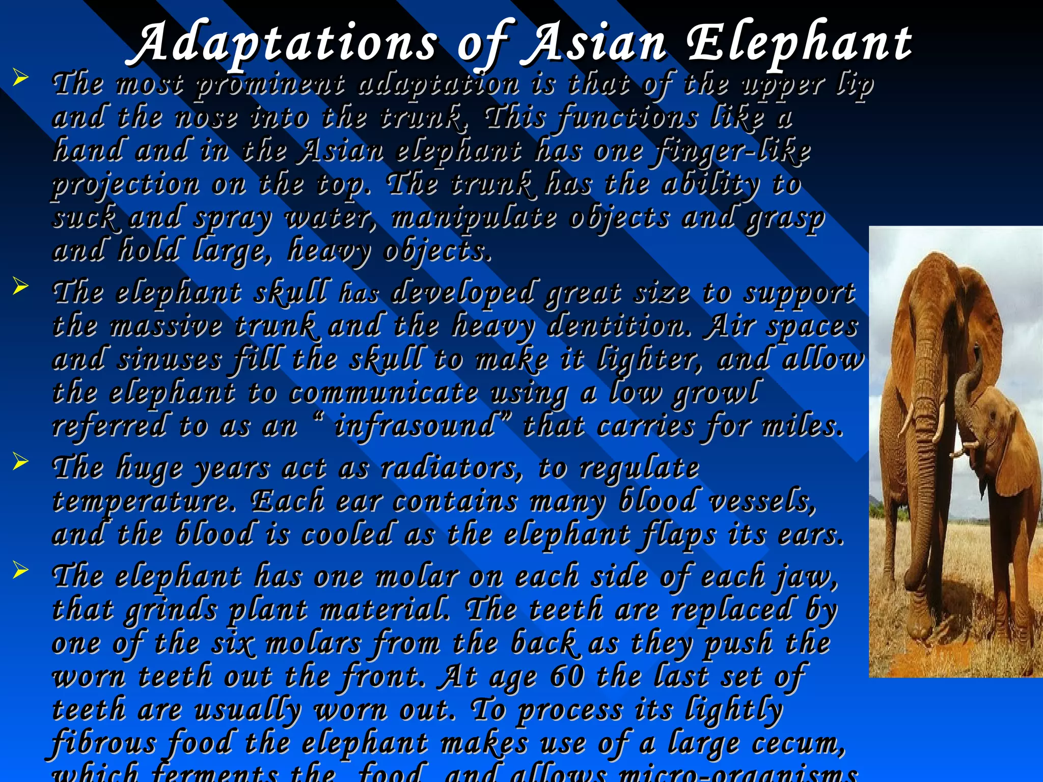 adaptation of elephant | PPT