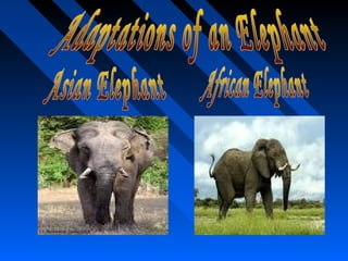 adaptation of elephant | PPT