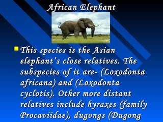 adaptation of elephant | PPT