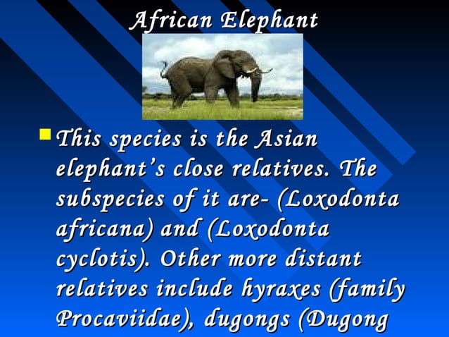 adaptation of elephant | PPT | Large Animals | Pets