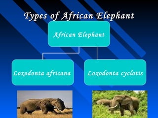 adaptation of elephant | PPT | Large Animals | Pets