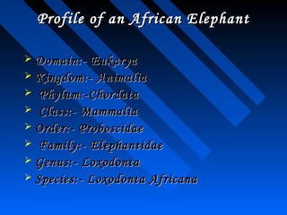 adaptation of elephant | PPT