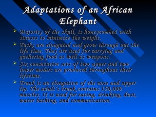 adaptation of elephant | PPT | Large Animals | Pets