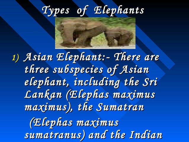adaptation of elephant | PPT | Large Animals | Pets