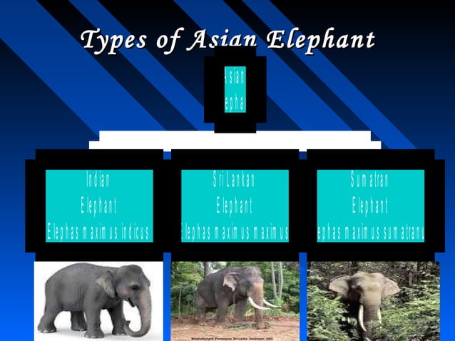 adaptation of elephant | PPT | Large Animals | Pets