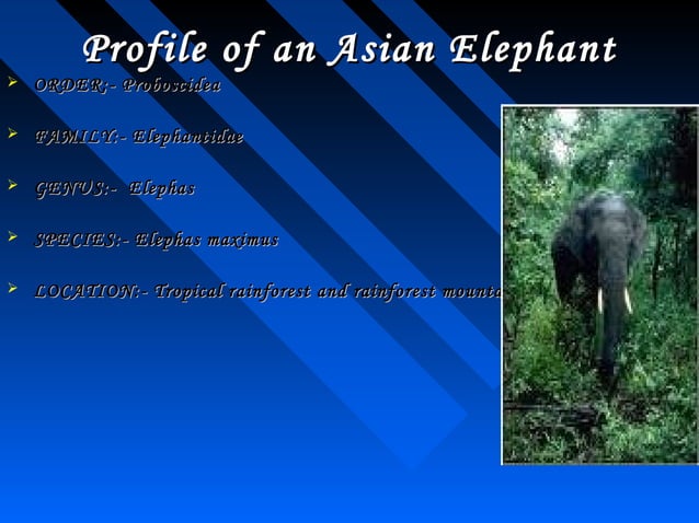 adaptation of elephant | PPT | Large Animals | Pets
