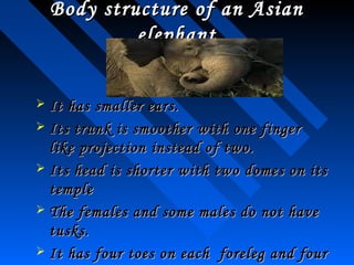 adaptation of elephant | PPT