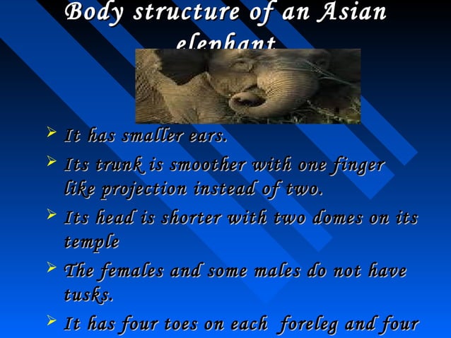adaptation of elephant | PPT | Large Animals | Pets