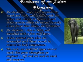 adaptation of elephant | PPT