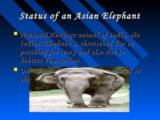 adaptation of elephant | PPT