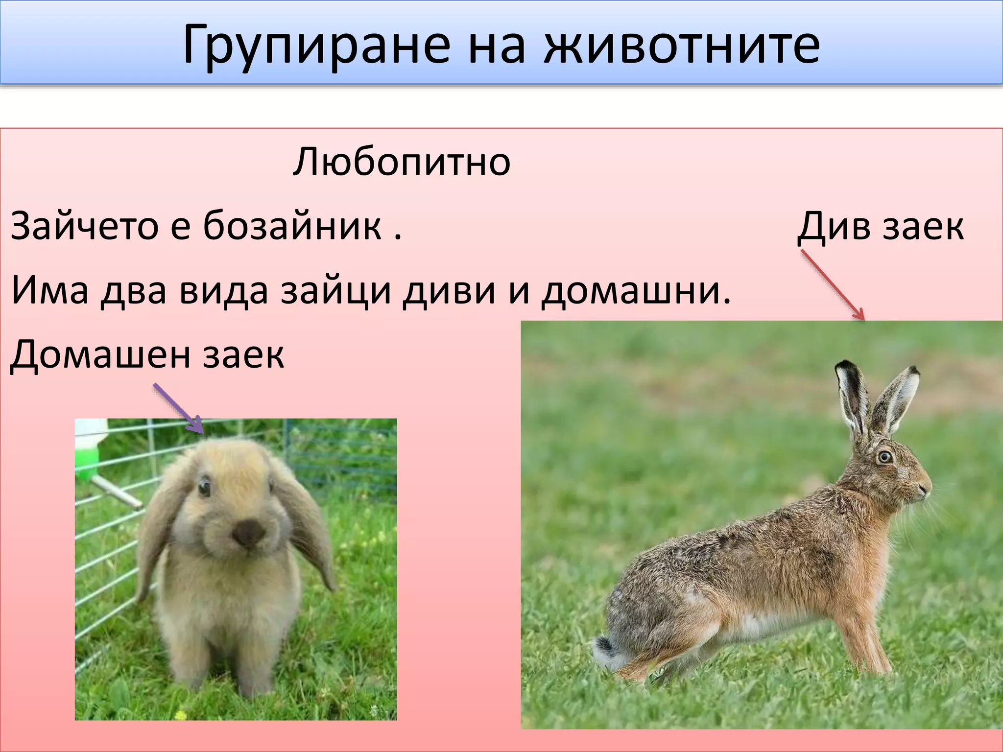 групиране на животните 4 клас Pptx