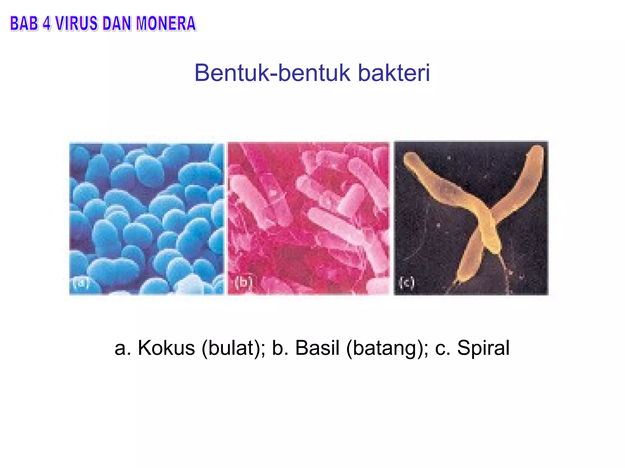 BIOLOGI monera | PPT | Free Download