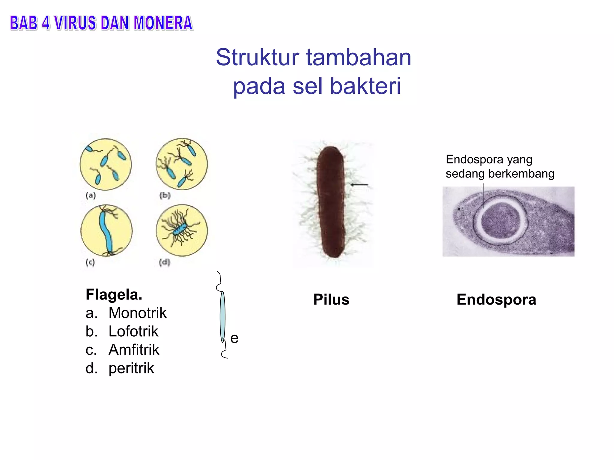 BIOLOGI monera | PPT